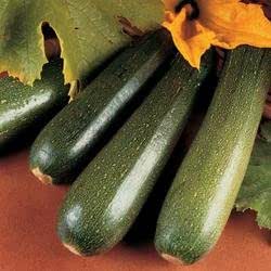 Amazon.com : Summer Squash/Zucchini Parthenon F1 Hybrid Vegetable ...