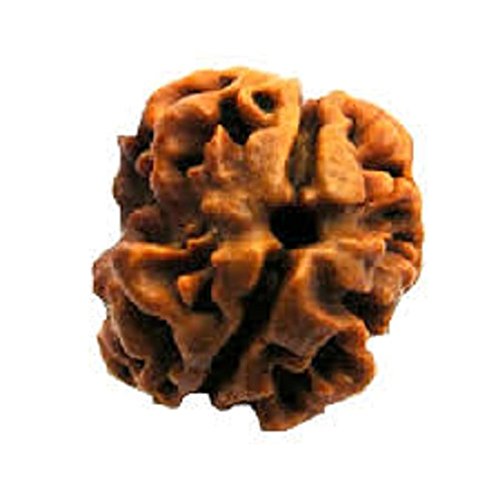 2 Mukhi/Two Face Rudraksha 100% Natural Nepali Rudraksha by Lab ...