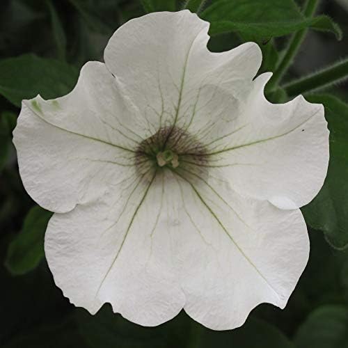 Petunia 'Trailing Surfinia White', Half-Hardy Annual, 5 Petunia ...