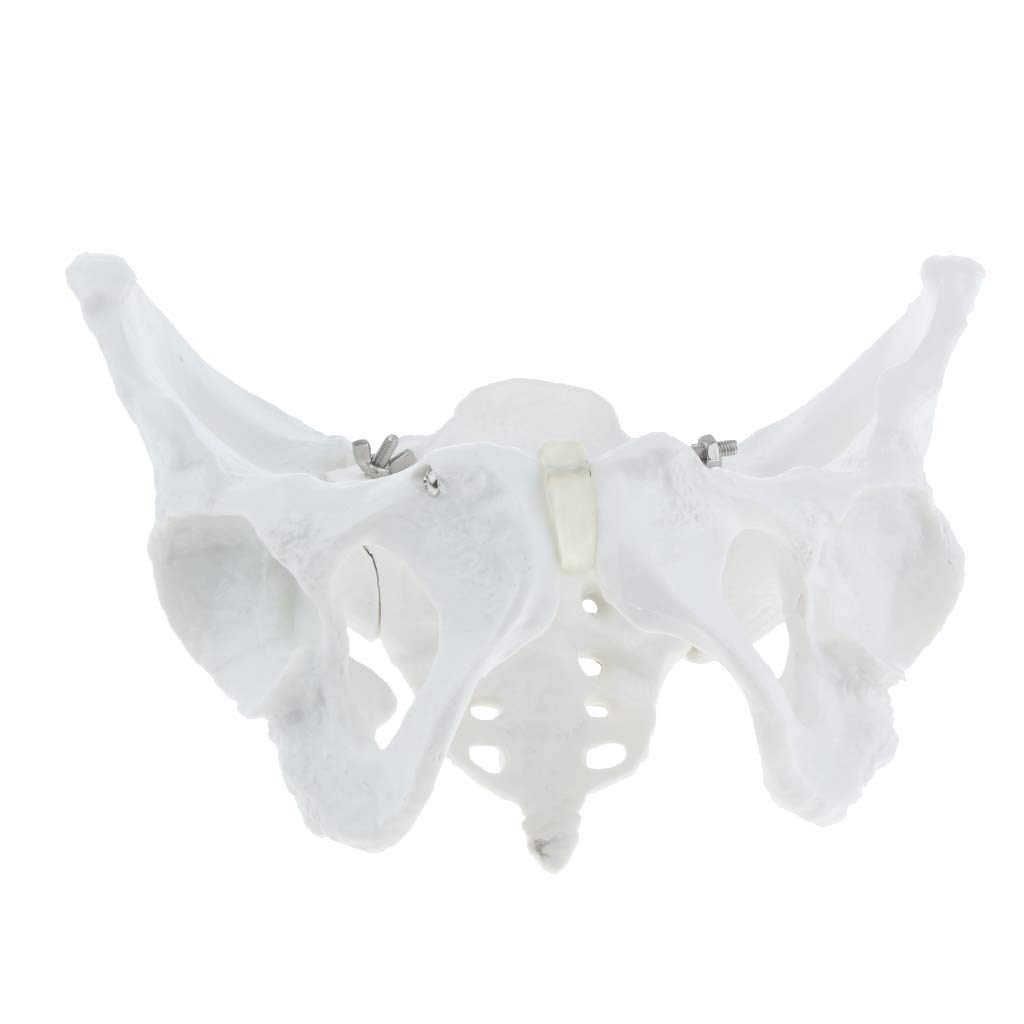 Female Pelvis Model Human Pelvis Skeleton Model Life Size Shows ...