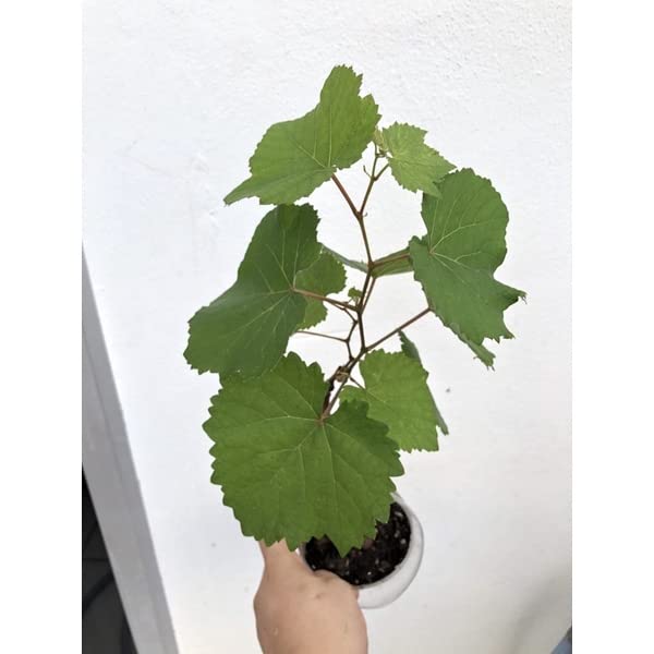 PlantaZee Live Long Black Seedless Grape/Angoor Sweet Fruit Plant With ...