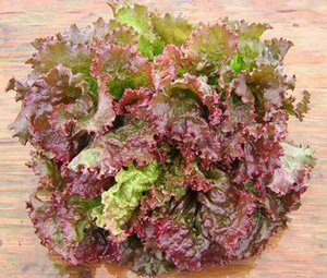 OMAXE Lettuce BISCIA Salad Bowl Variety !!Sold by RAUNAK SEEDS, Delhi ...