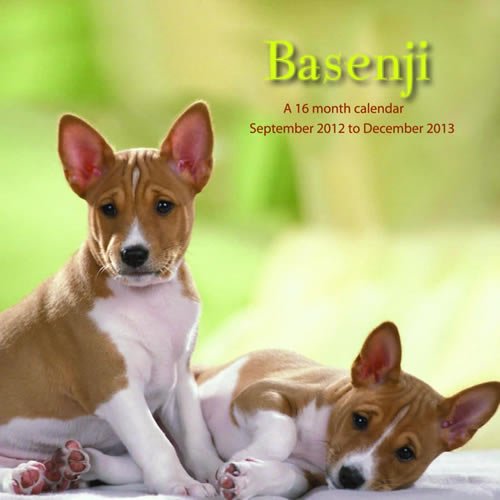Basenji 2013 Wall Calendar #MGDOG08: Magnum: 9781617911484: Amazon.com ...