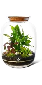 Tropical Glass Terrarium Kit with Plants, H: 24 cm, Light Up Terrarium ...