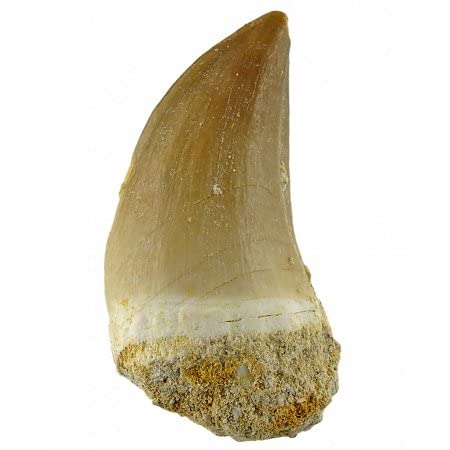 Mosasaur Tooth Fossil In Display Case Mosasaurus Real Prehistoric Sea ...