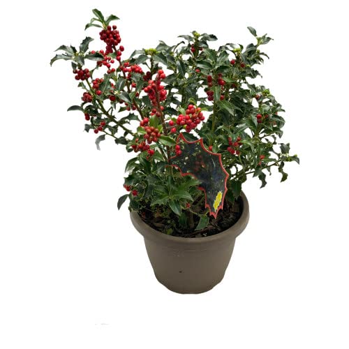 Acebo en maceta: precios, cuidados y consejos para cultivarlo en tu hogar