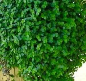 Amazon.com: Dwarf Wandering Jew Tradescantia Mini Callisia Repens ...