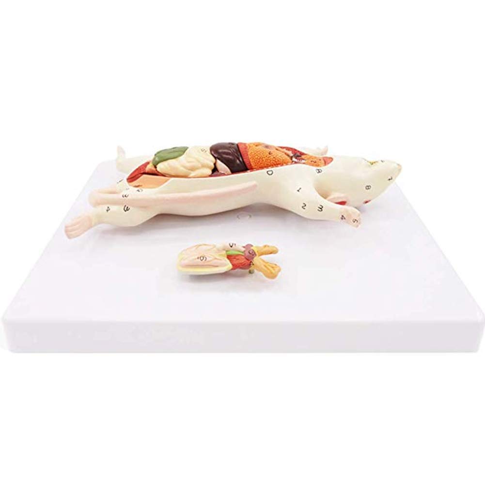 Buy Study Model Assembly Model Animal Anatomy Mouse Removable Organ ...