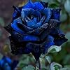 Amazon.com : Blue Rose Seeds for Planting - 100+ Hybrid Rare Rose Seeds ...