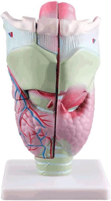 Anatomy Model Laryngeal Anatomy Model Human Australia | Ubuy