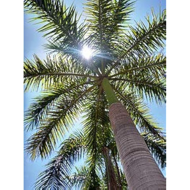 Royal Palm Tree Seeds, Roystonea Regia, aka Philippines | Ubuy