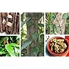Chui Jhal Piper Chaba Live Plant, Small Tree in Pot, Growing Guide ...