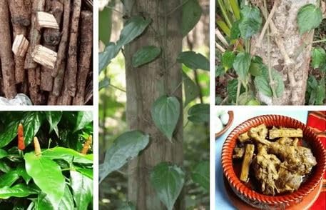 Soha Choice Piper Chaba Plant, Live Choi Jhal Tree (Small), Growing ...