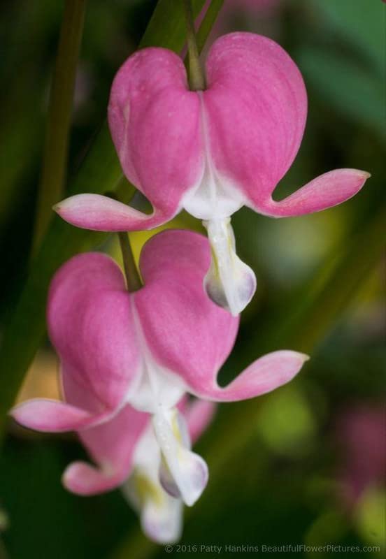 Ritz Farming® Bleeding heart flower seeds | Bleeding heart lite pink ...