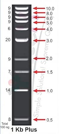 1Kb Plus DNA Ladder : Amazon.in: Industrial & Scientific