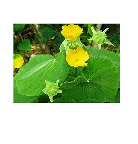 Famous Garden Live Atibala/Abutilon Indicum Plant Medicinal Plant With ...