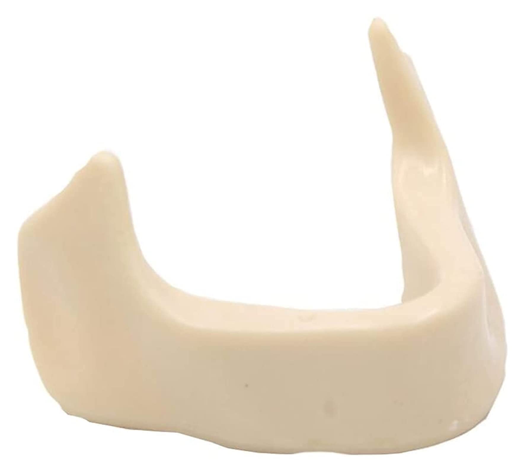 Buy QIQIZHANG Anatomy Model, Teeth Model Oral Mandibular Models Human ...