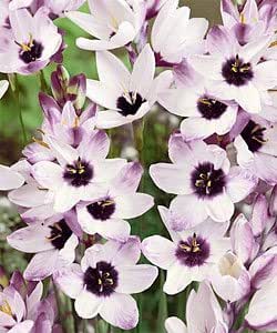 Amazon.com : Ixia Blue Bird 25 bulbs : Flowers Plants : Patio, Lawn ...