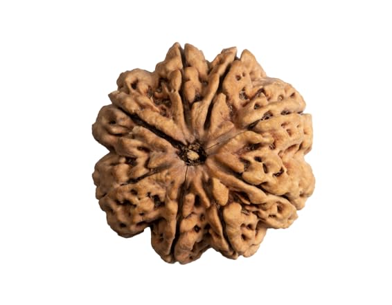 Gemstone Industry Asli Ashta Mukhi Rudraksha Original 8 Face Rudraksha ...