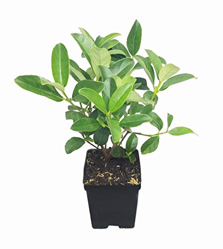 Best Fast Growing Privacy Bushes for a More Secluded Yard – Hayes Homestead