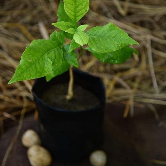 WoFLoo Bel Tree Bilva Patra leaves belpatra Aegle Marmelos Live Grafted ...