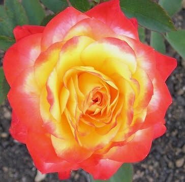 Amazon.com: Autumn Splendor Rose Bush Flower Seeds - Treasuresbylee ...
