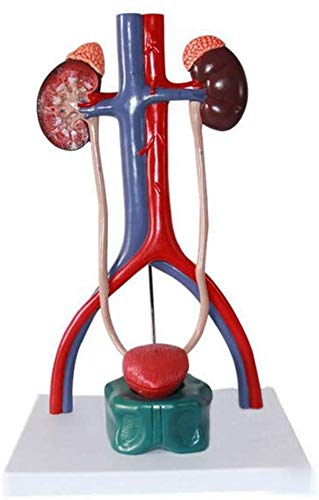 Buy Model Of Genitourinary System, Model Of Human Urinary System Female ...