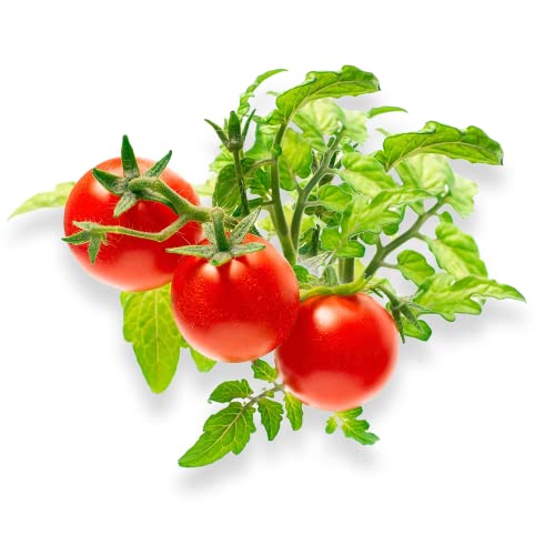 5 Best Micro Tom Tomato Plants | Compact Plants, Big Harvests