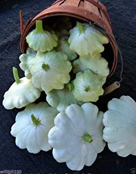 Amazon.com : 100 Early White Bush Scallop SUMMER SQUASH,Scallop Bush ...