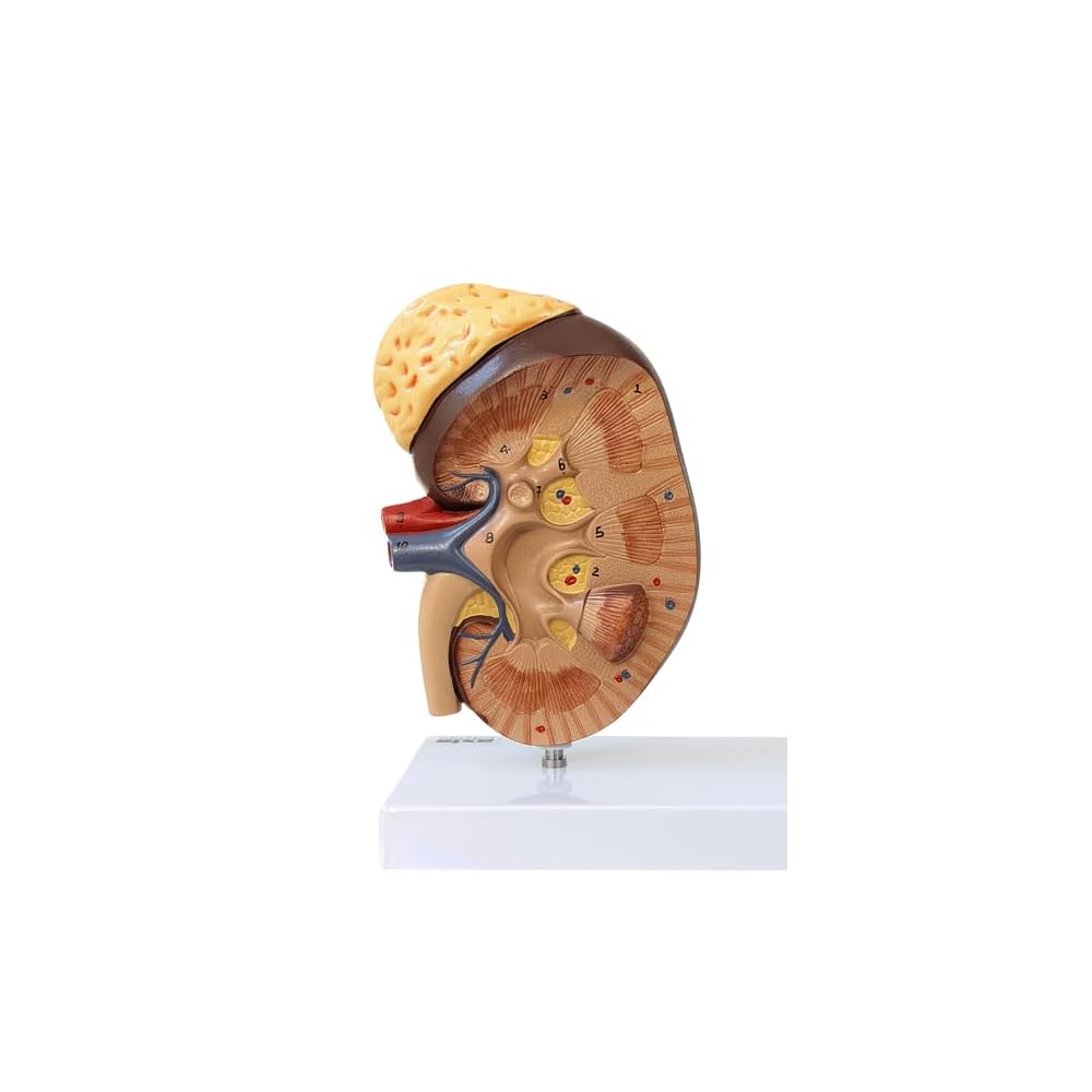Axis Scientific Kidney Model with Nephrons and Nepal | Ubuy