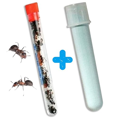 Top 10 Ants For Ant Farm of 2022 - Katynel