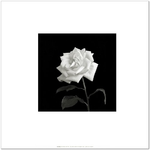 SMART ART - 'Flower Series VIII ' by Walter Gritsik - Fine Art Print ...