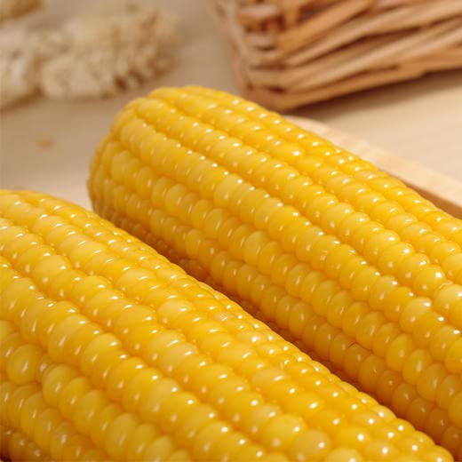 Amazon.com : 100 Yellow Sticky Waxy Corn Seeds, Non GMO, Produce of The ...