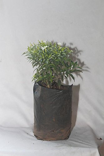Chandni Plant - Pack of 1 : Amazon.in: Garden & Outdoors