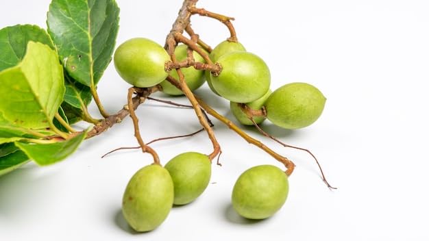 Live Jalpai Plant Air Layering Plant Good Fruit Plant 1 Live Healthy ...