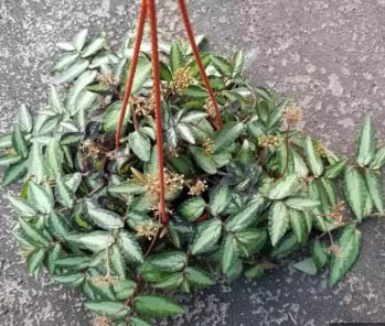 Nandhanam Watermelon Begonia Plant- (Pellionia repens), Procris repens ...