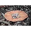 Amazon.com: NORSE EMPIRE Viking Rune Divination Set Includes a Premium ...