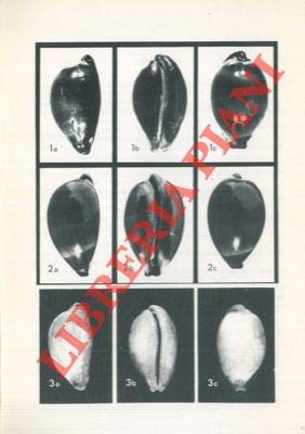 Amazon.com: Cypraea (Talparia) exusta Sowerby, 1832, from the Central ...