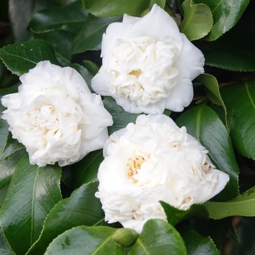 Amazon.com : 9 Months Old Camellia Tree Live Plant, Camellias Plants ...