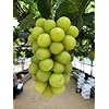 Amazon.com : Shine Muscat Plant 2 Year Plant (阳光玫瑰, 晴王葡萄) Bare Root ...