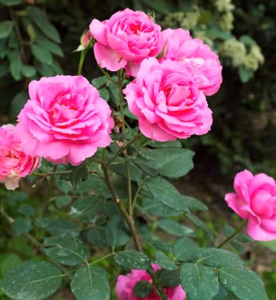 Miracle Nursery Rose Flower Live Plant for Home and office (Rose ...