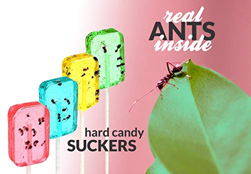 Hotlix Ant Insect Hard Candy Sucker Box of 36, Real Edible Bugs ...