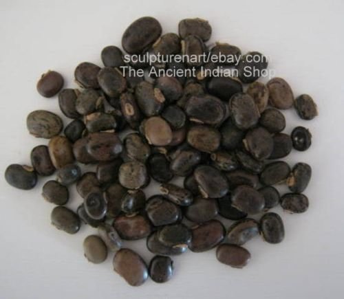 Amazon.com : Black Kauch Seeds, Mucuna Pruriens Indian Raw & Whole ...