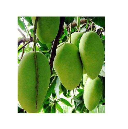 Plants Villa Live Sindhri/Sundari mango/Aam Fruit Plant With Pot ...