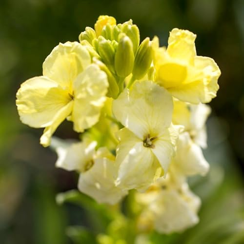 Carbeth Plants - Bare Root Wallflowers Plants Ready for Planting Now ...
