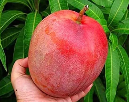 ShopCaart Japanese Egg of Sun, Miyazaki Mango live Grafted plant, Pack ...