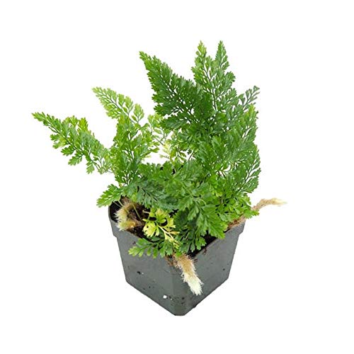 ExoticRarePlants Davallia fejeensis (Rabbit Foot Fern) Plant : Amazon ...