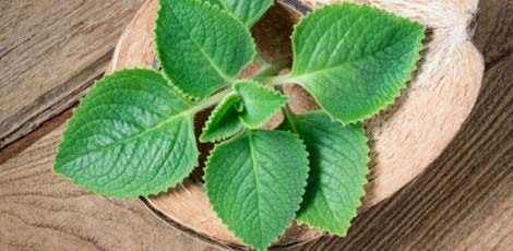 Creative Farmer Panikoorka Or Navara (Indian Borage) French Thyme(South ...