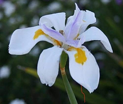 Radha Krishna Agriculture Imported African Iris (Dietes iridioides ...