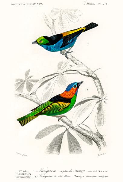 Paradise Tanager